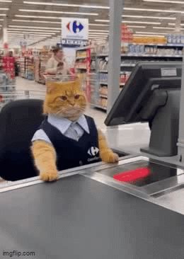Why Cats Should Not Be On The Checkout ! - Imgflip