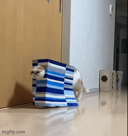 Cardboard cat - Imgflip