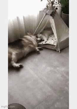 Stop Fraternizing With That Cat ! - Imgflip