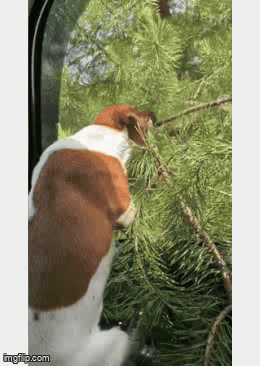 Dog Defends Car From Vicious Tree Branch Attack ! - Imgflip