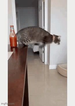 He Will Never Trust That Cat Again ! - Imgflip