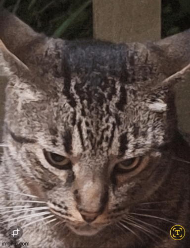 angry cat - Imgflip