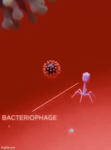 Animated GIF - Imgflip