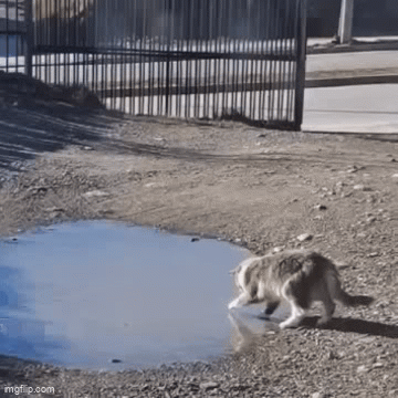 Cat Vs Frozen Puddle ! - Imgflip