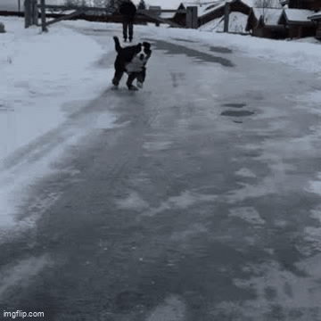 Too Slippy For Dogs ! - Imgflip