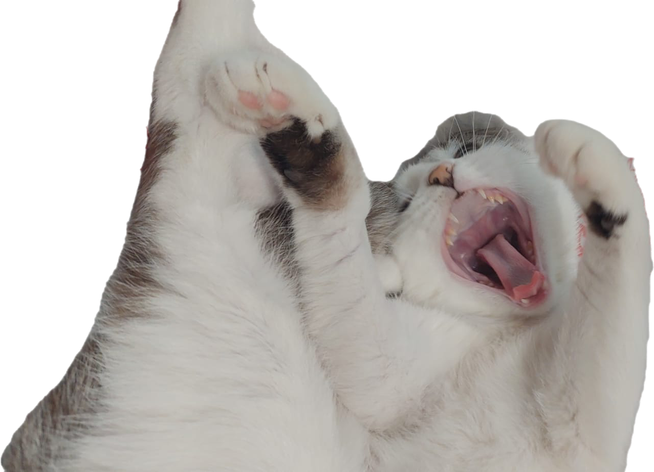 This is spartaa ! Cat edition Blank Template - Imgflip