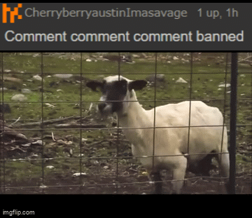 this is the best "baa" gif i can find - Imgflip