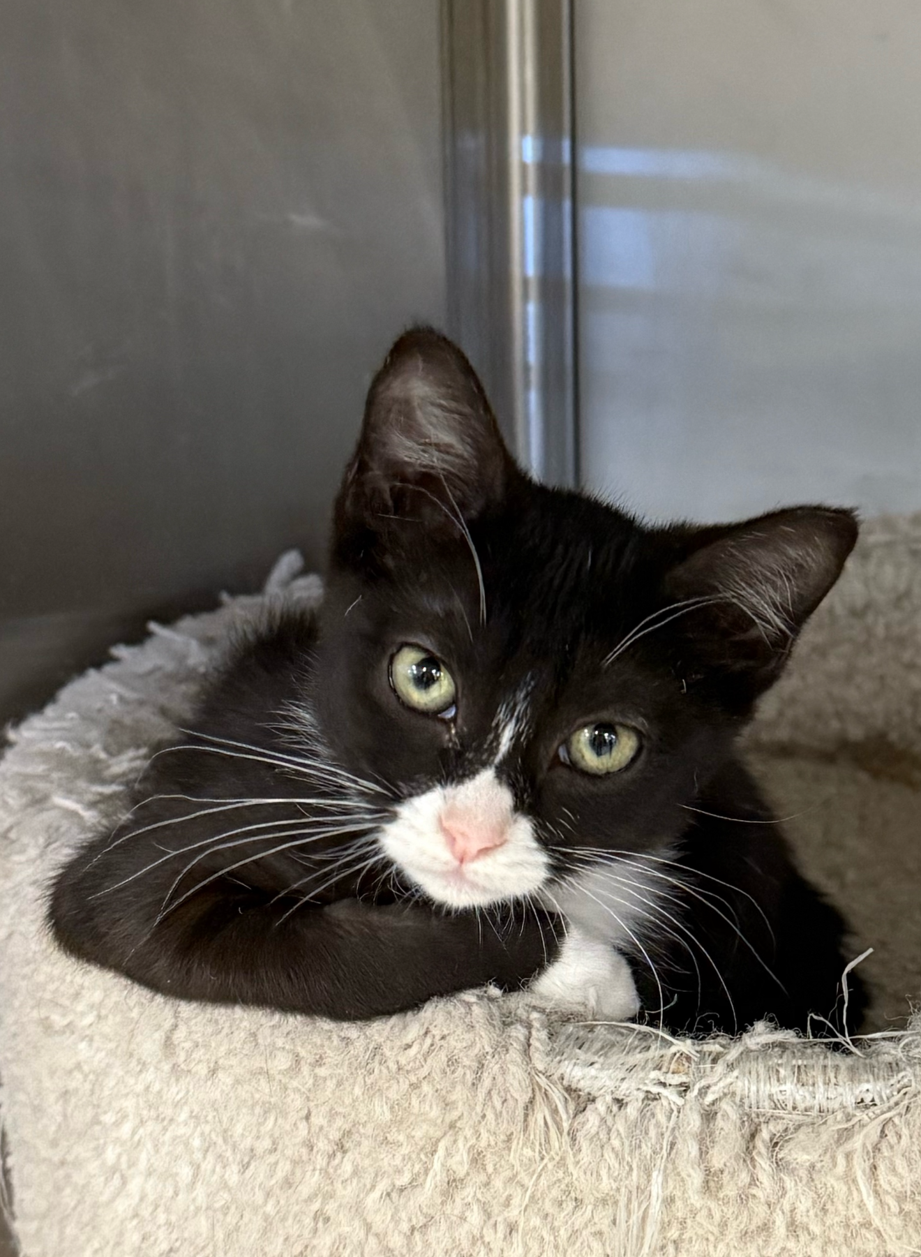 Christmas cat quote Memes - Imgflip