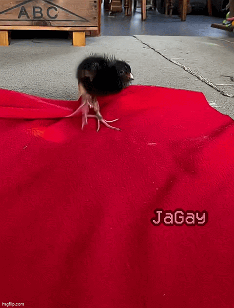 Enderparrot request (ergh keep in mind i will not be doing any more ...