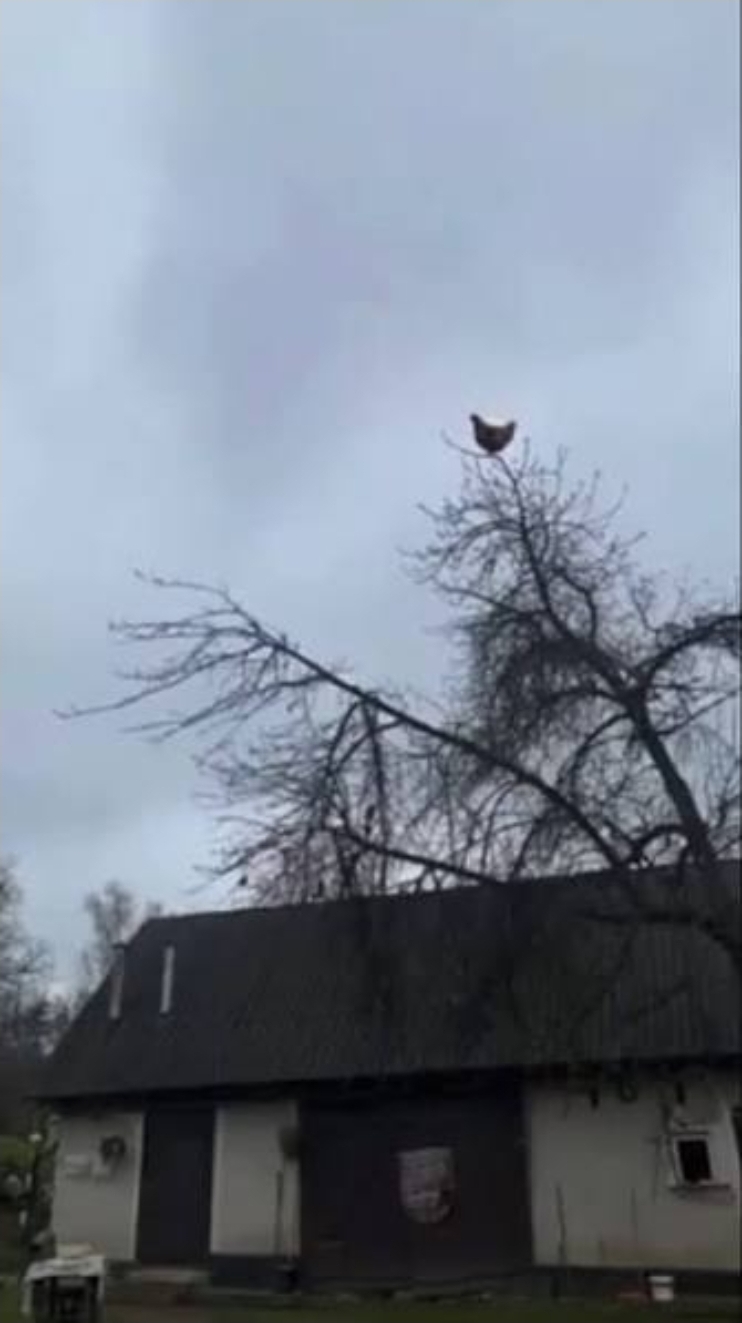 Chicken on tree Blank Template - Imgflip