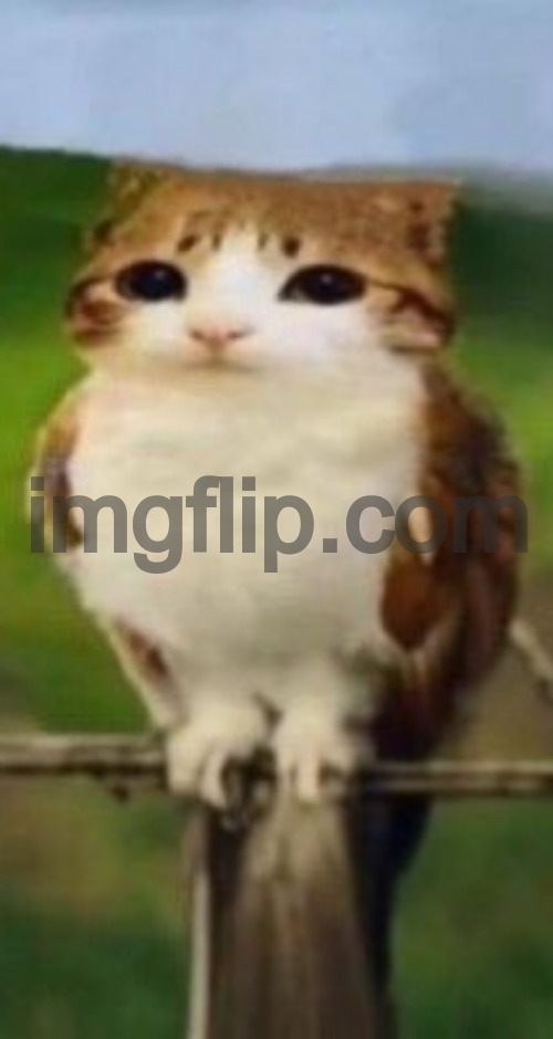 meowl - Imgflip
