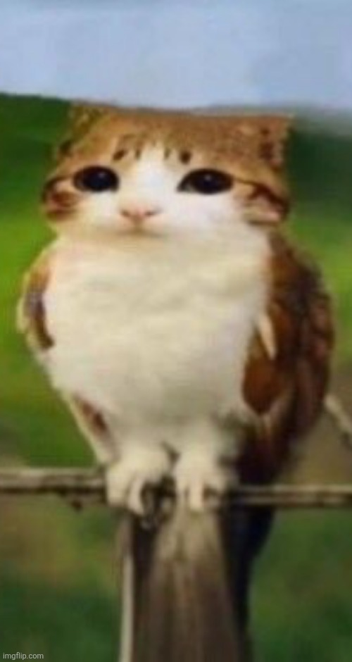 italian_brainrot meowl Memes & GIFs - Imgflip