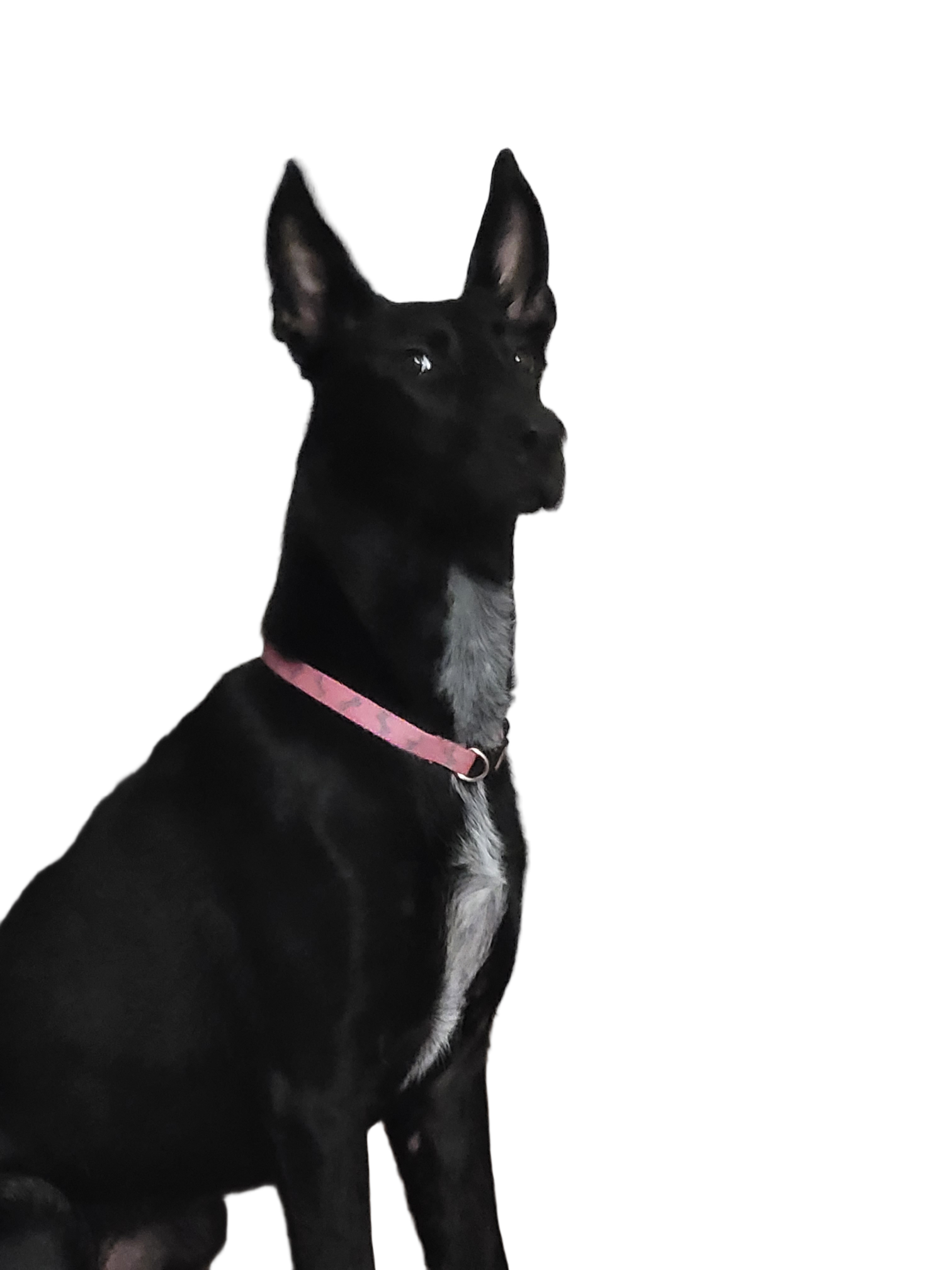 My dogs side eye Blank Template - Imgflip