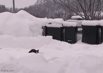 Snowball catch - Imgflip