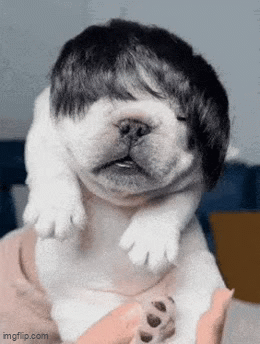 Animated GIF - Imgflip