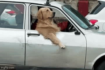 Get In! We're Going for Kibble - Imgflip