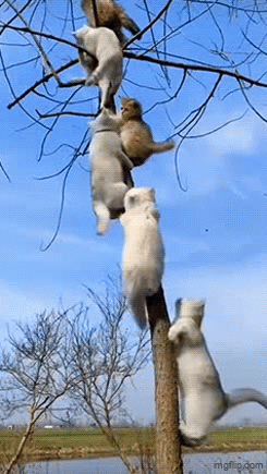 Multiple cats climbing the tree - Imgflip