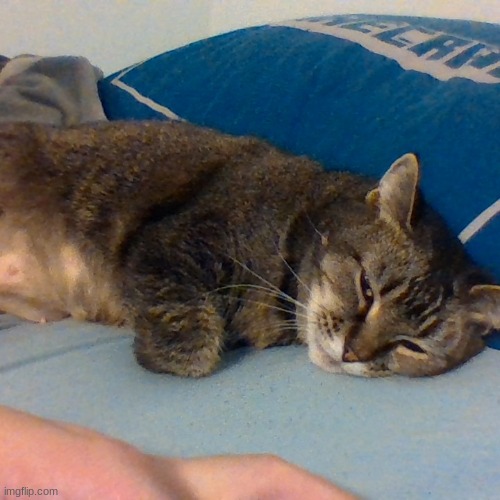 my cat is now an OC, meet Ellie! (Q+A if you want) - Imgflip