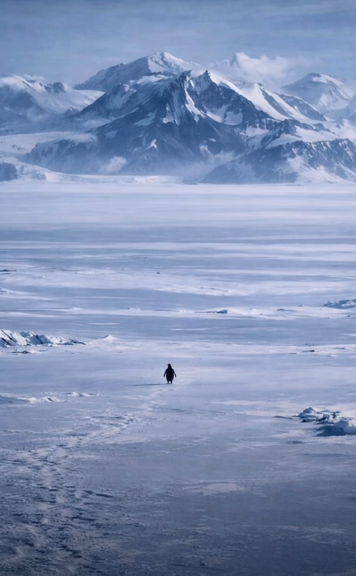 Penguin Meme Blank Template - Imgflip