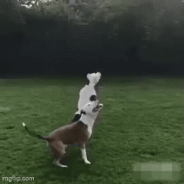 Balloon Fun ! - Imgflip