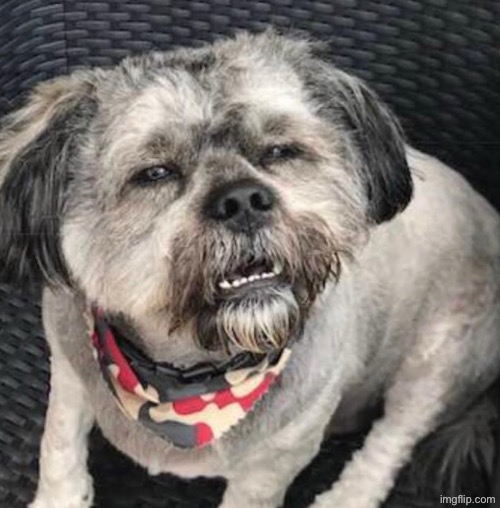 Ah yes. This is how I win. - Imgflip