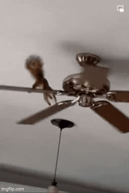 Now I Want A Squirrel Powered Ceiling Fan ! - Imgflip