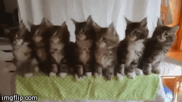 rap kittens - Imgflip