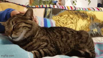 posting REAL cat videos to protest a.i slop - Imgflip