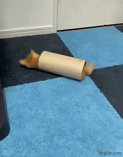 Rolling around with the cardboard roll - Imgflip