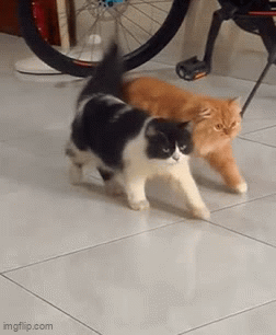 Catwalking in sync - Imgflip