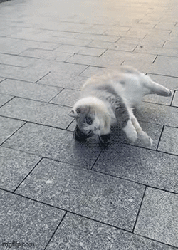 Laying on skateboard - Imgflip