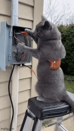Cats Don't Make The Best Electricians - Imgflip