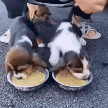 Hungry, Hungry, Beagles ! - Imgflip