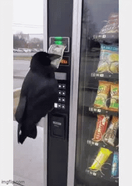 A Super Intelligent Crow But Where Did He Get The Money From ? - Imgflip
