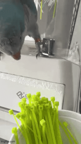 A Parrot Making A Colourful Nest Of Cable Ties ! - Imgflip