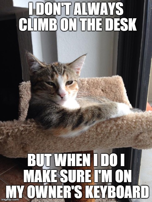 Most interesting cat in the world - Imgflip