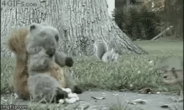 There are only two kinds of squirrels. - Imgflip