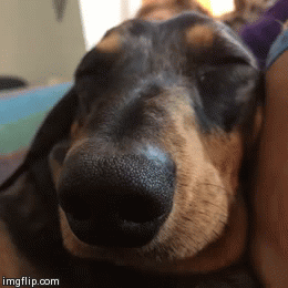 Sniff sniff! - Imgflip