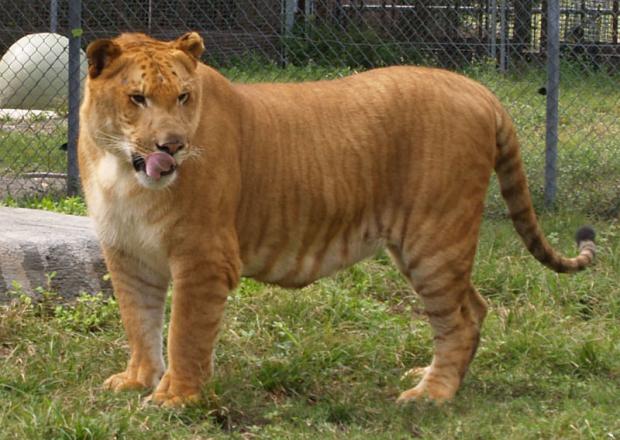 Hungry Liger Memes Imgflip