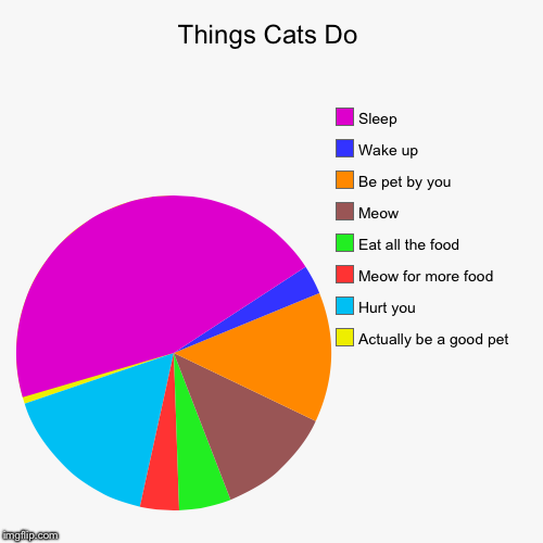 Things Cats Do - Imgflip