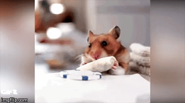 Hamster Eats Burrito! - Imgflip