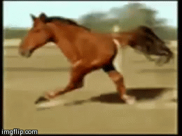 Retarted Running Animals 1 - Imgflip