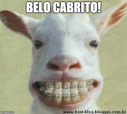 Meme De Cabrito Chico Sem Paciência: Vídeos Engraçados De Animais