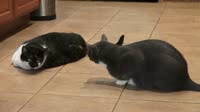 Image tagged in gifs,cats - Imgflip