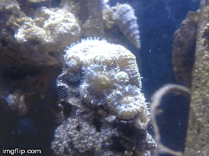 acans undulating - Imgflip