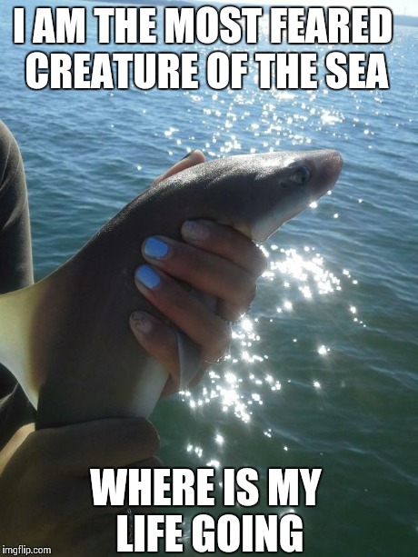 Image tagged in once powerful shark - Imgflip