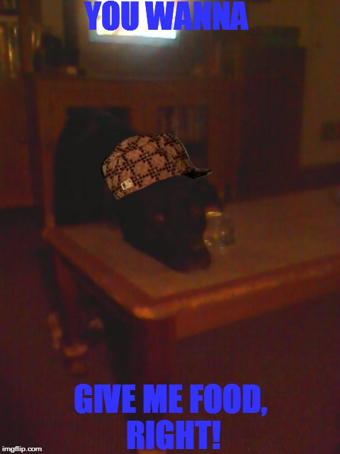 Begging from afar! - Imgflip