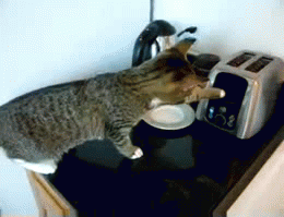 Cat learns about the power of toasters. - Imgflip