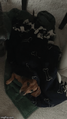 Happy long dog! - Imgflip