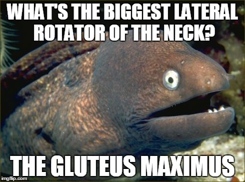 Bad anatomy joke to help keep everyone sane during block week - Imgflip